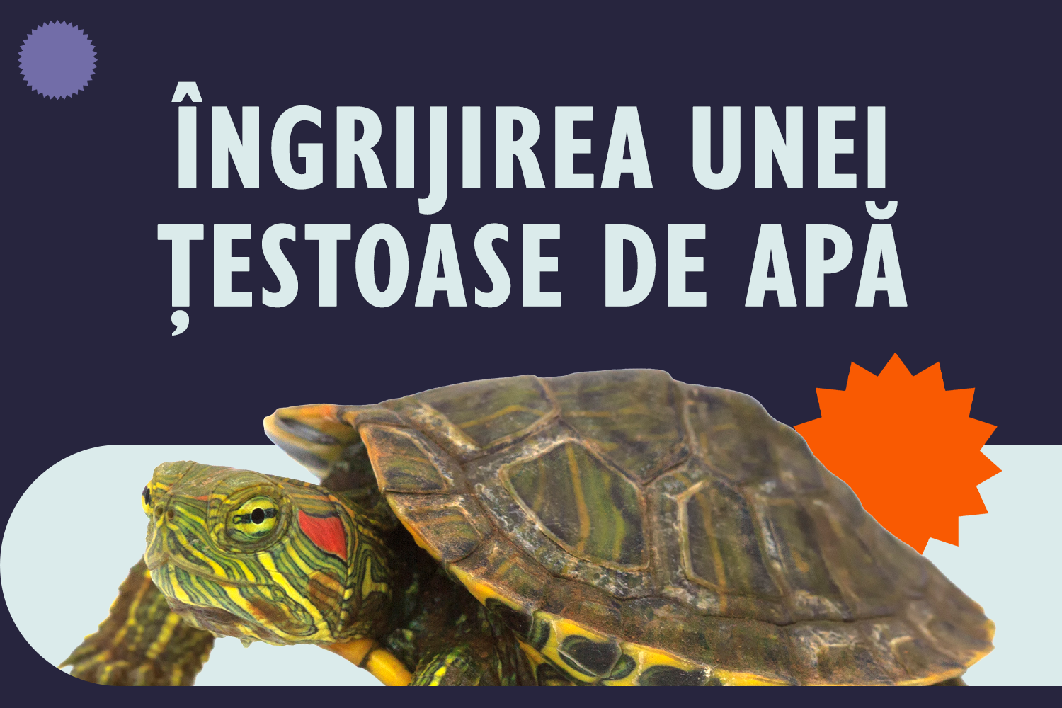 Generalități despre îngrijirea unei țestoase de apă