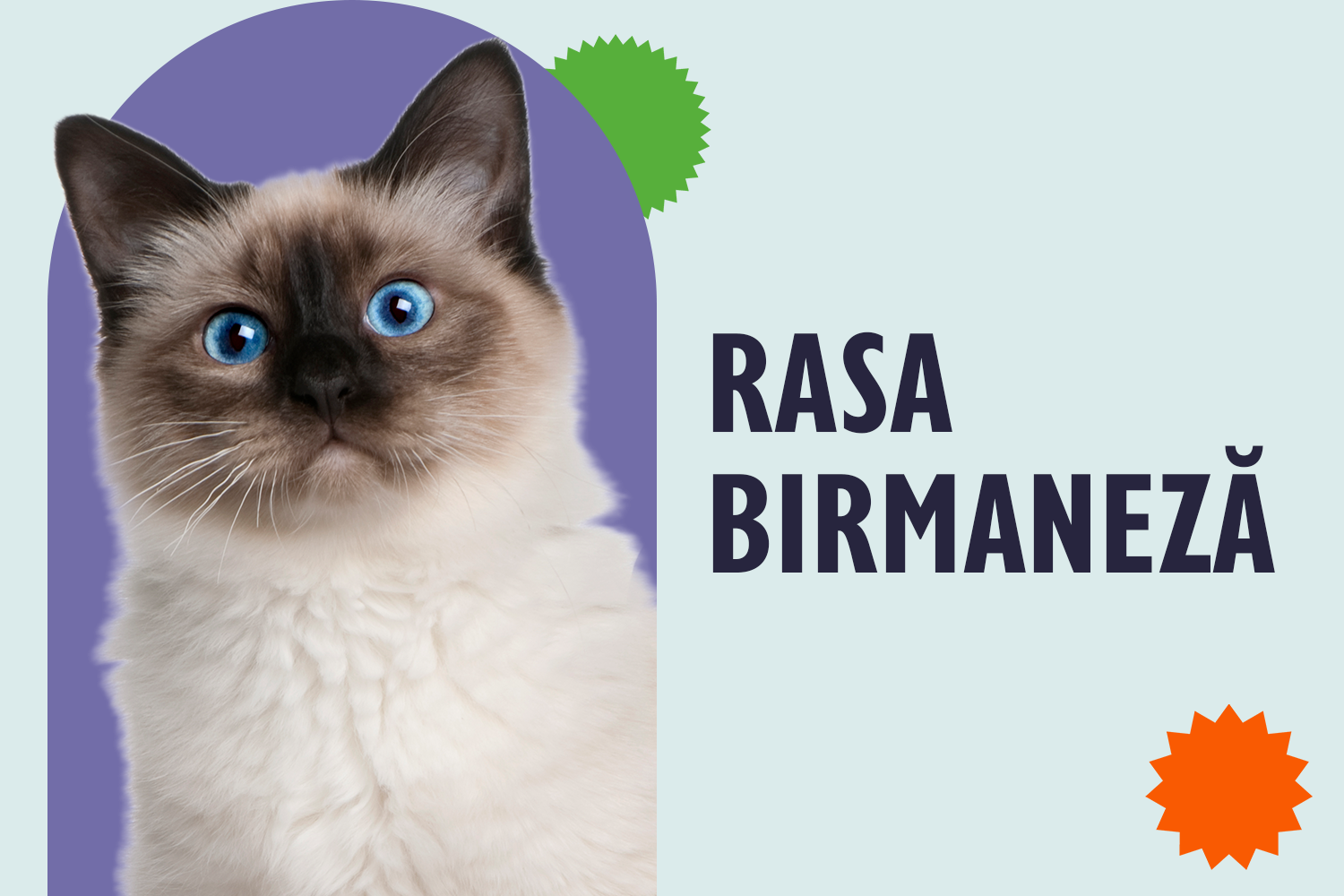 Rasa Birmaneză - Ghid pentru Nutriție, Îngrijire Pisici