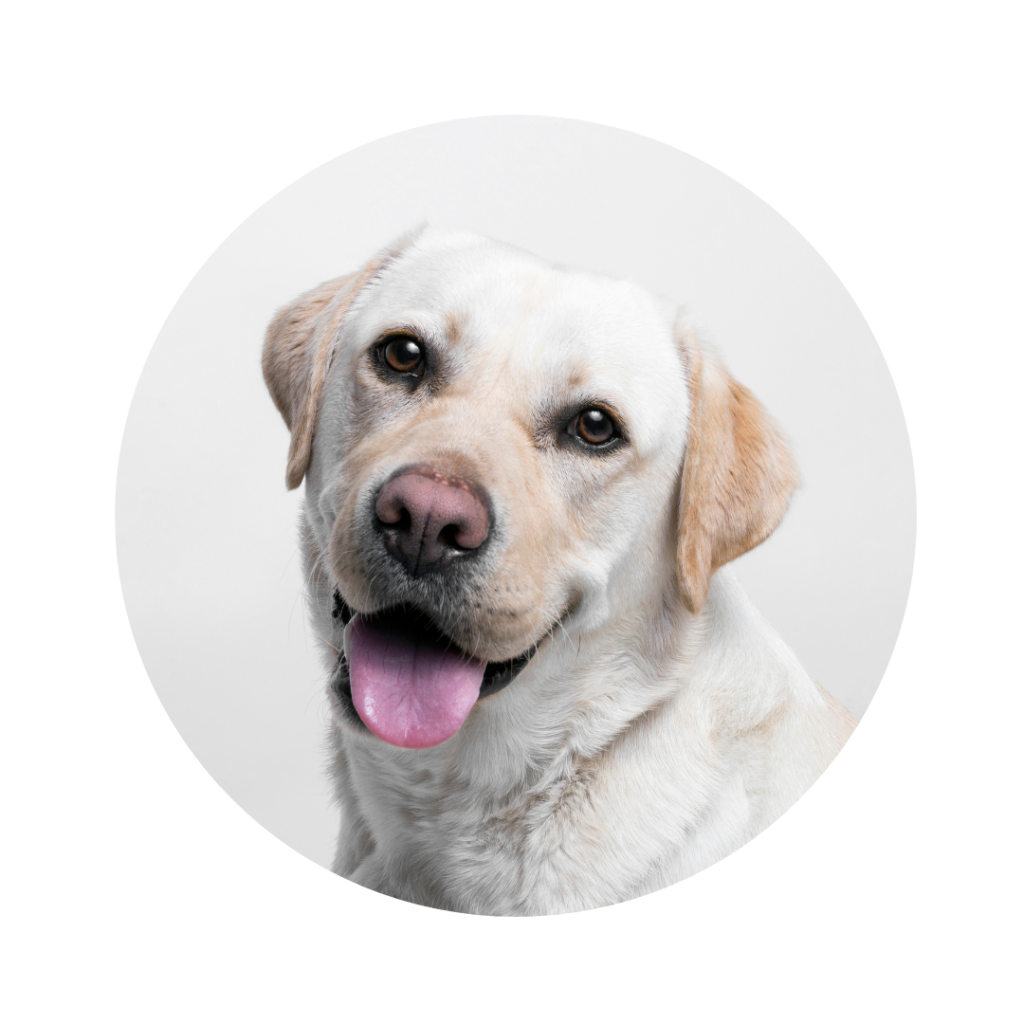 Rasa Labrador Retriever - Blog Blog Animale - Nutritie Ingrijire Caini ...