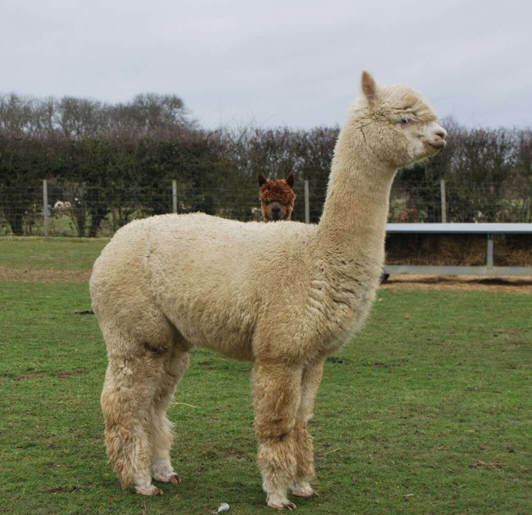 Totul despre Alpaca - noul animal de companie - Blog Blog Animale ...