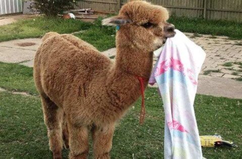 Totul despre Alpaca - noul animal de companie - partea a II-a - Blog ...