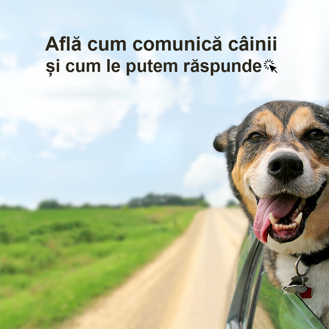 Cum comunica cainii si cum le putem raspunde? - Blog Blog Animale ...
