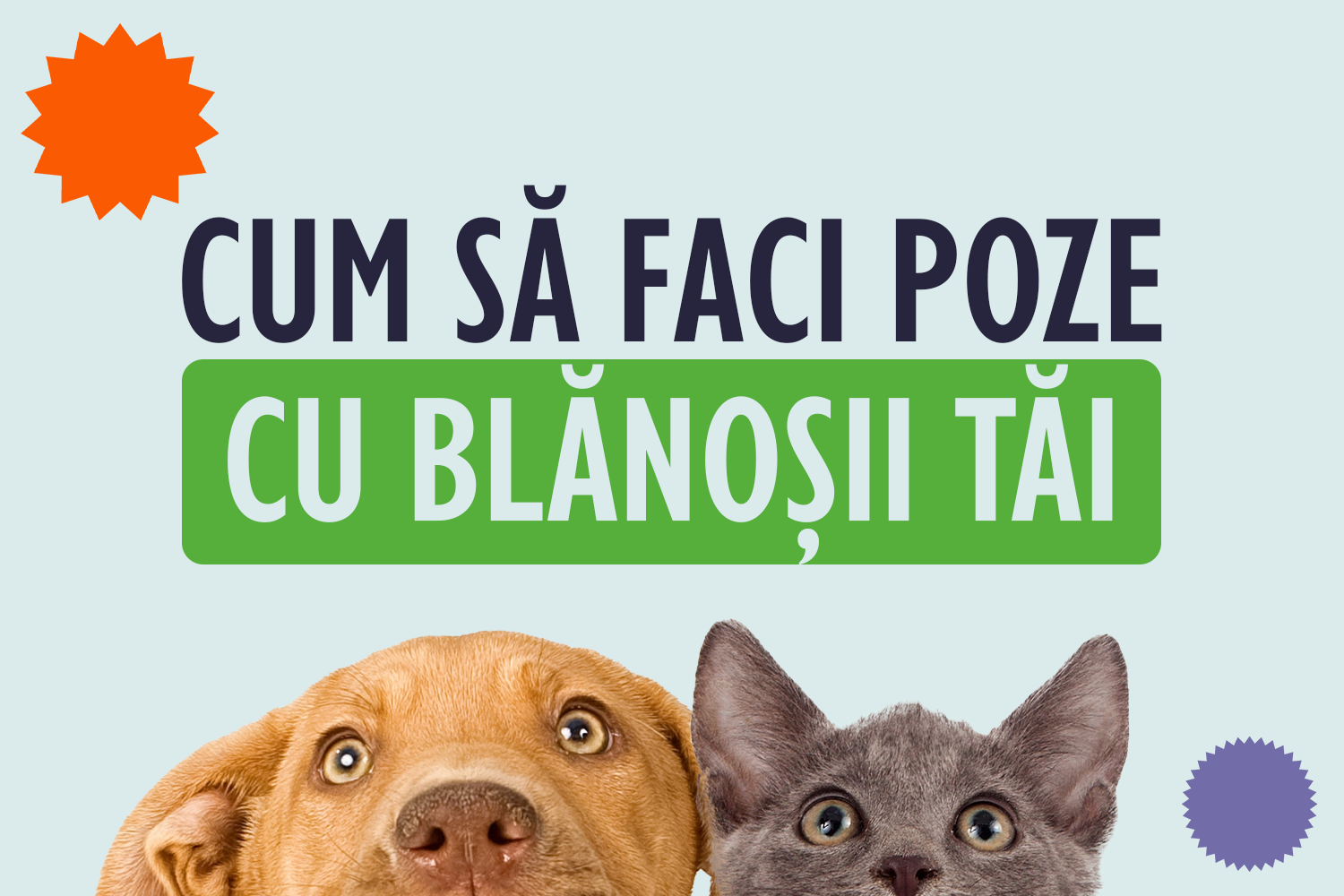 Cum să faci poze sau selfies cu blănosul tău - Un ghid scurt